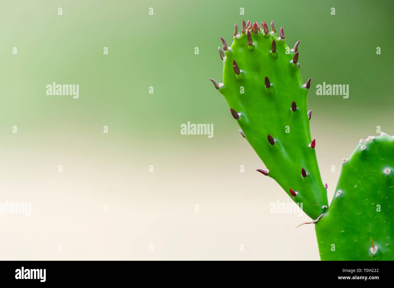 Cactus with new leaves hi-res stock photography and images - Alamy