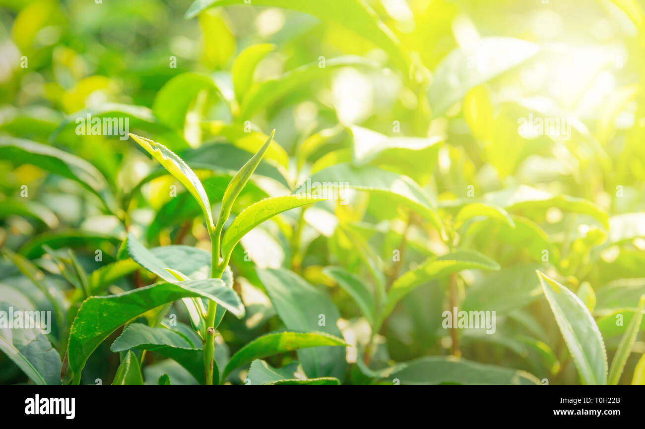Nature backgrounds Green tea leaves in the morning sun Stock Photo - Alamy