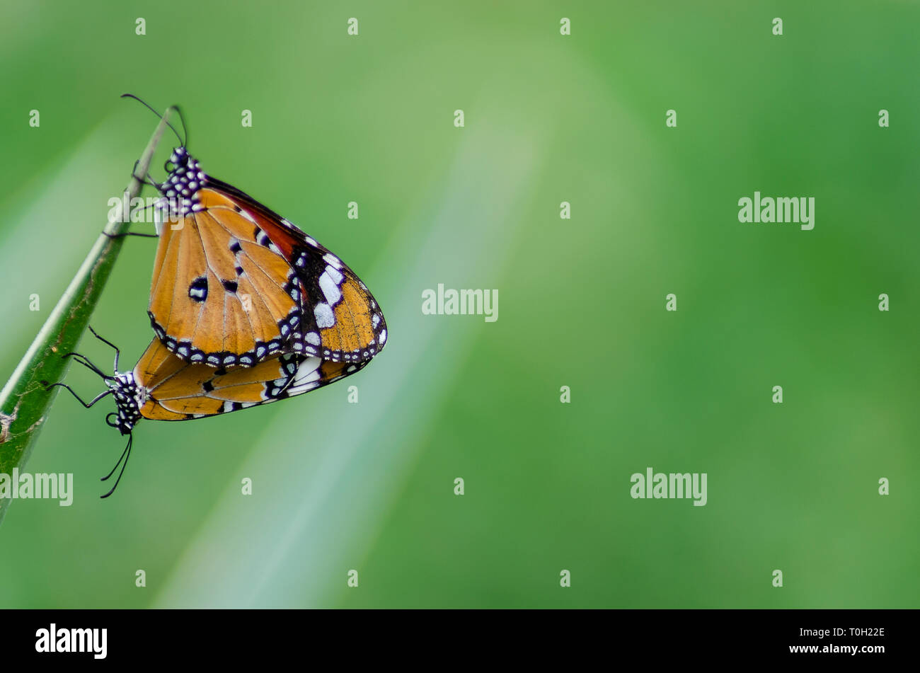 Two monarch butterflies mating Stock Photo - Alamy