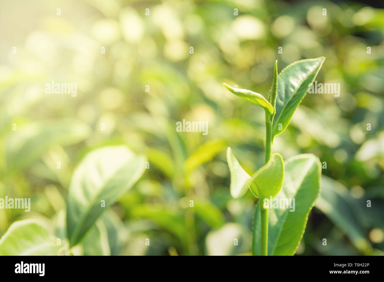 Nature backgrounds Green tea leaves in the morning sun Stock Photo - Alamy