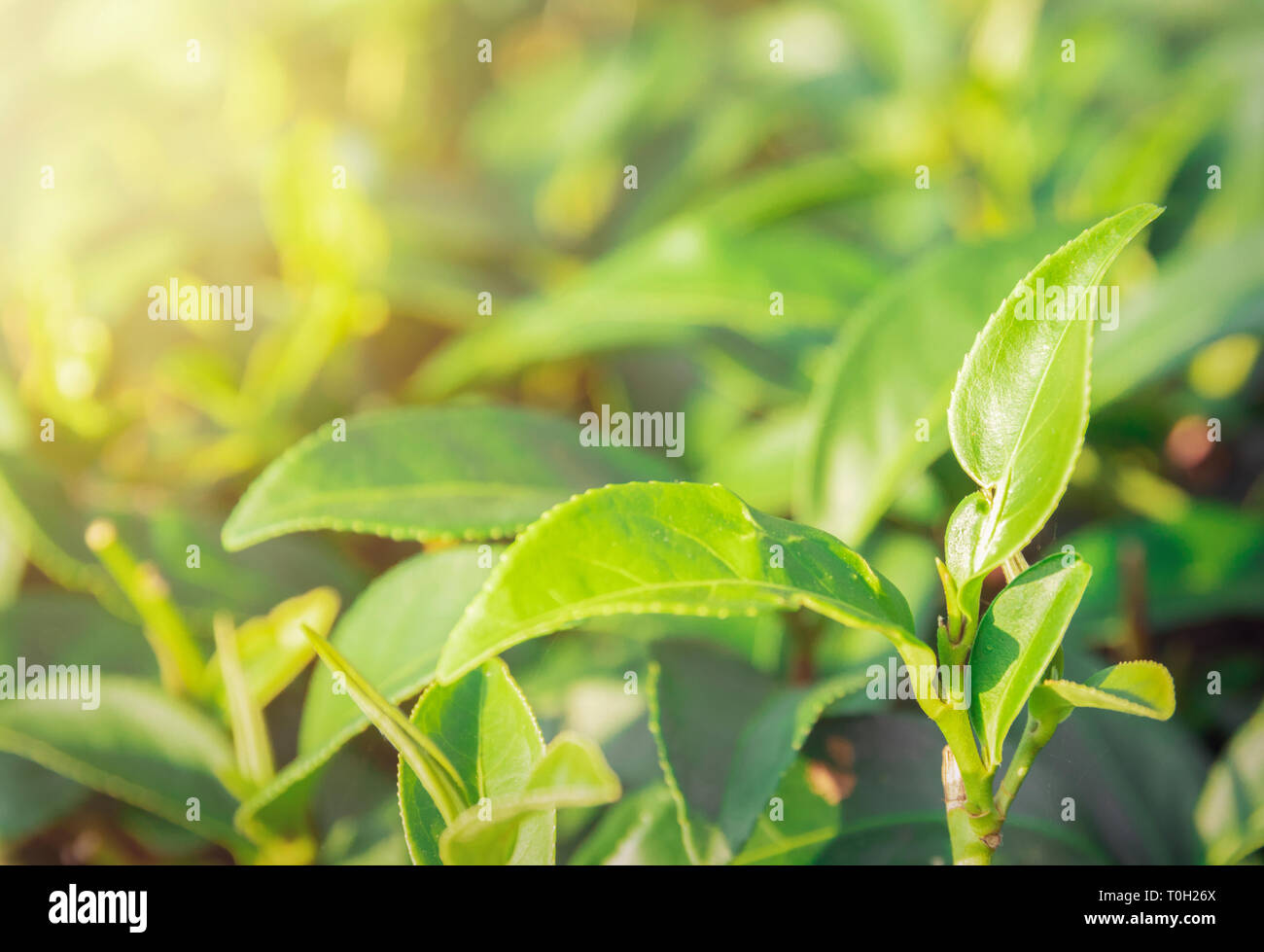 Nature backgrounds Green tea leaves in the morning sun Stock Photo - Alamy