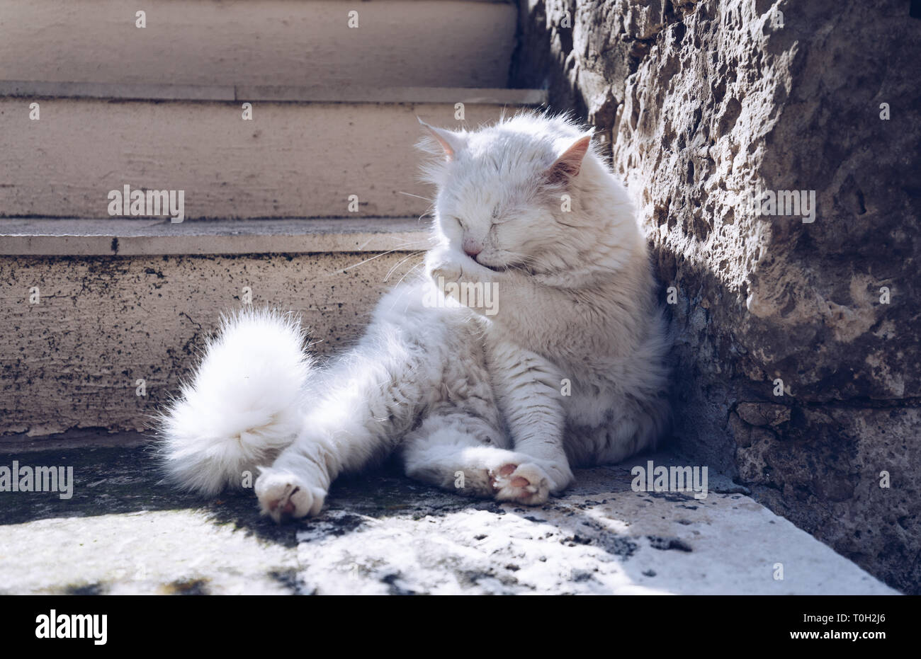 Cute cat washing itself on the street. Cat cleaning himself in the ...