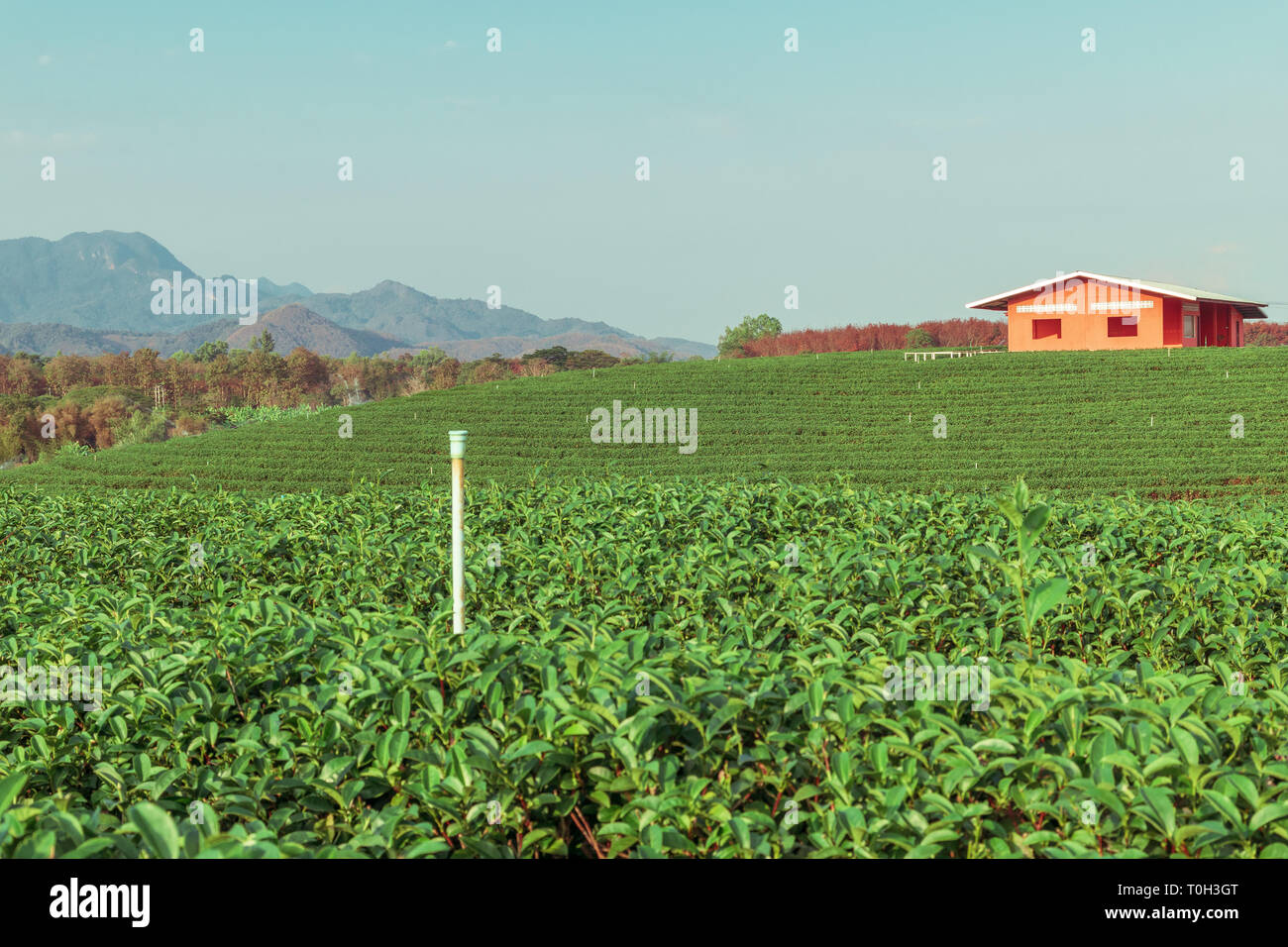Landscape nature background green tea,Tea plantations in northern ...