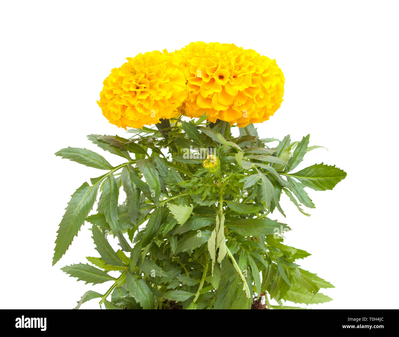 Tagetes erecta, Mexican marigold marigold isolated on white background ...