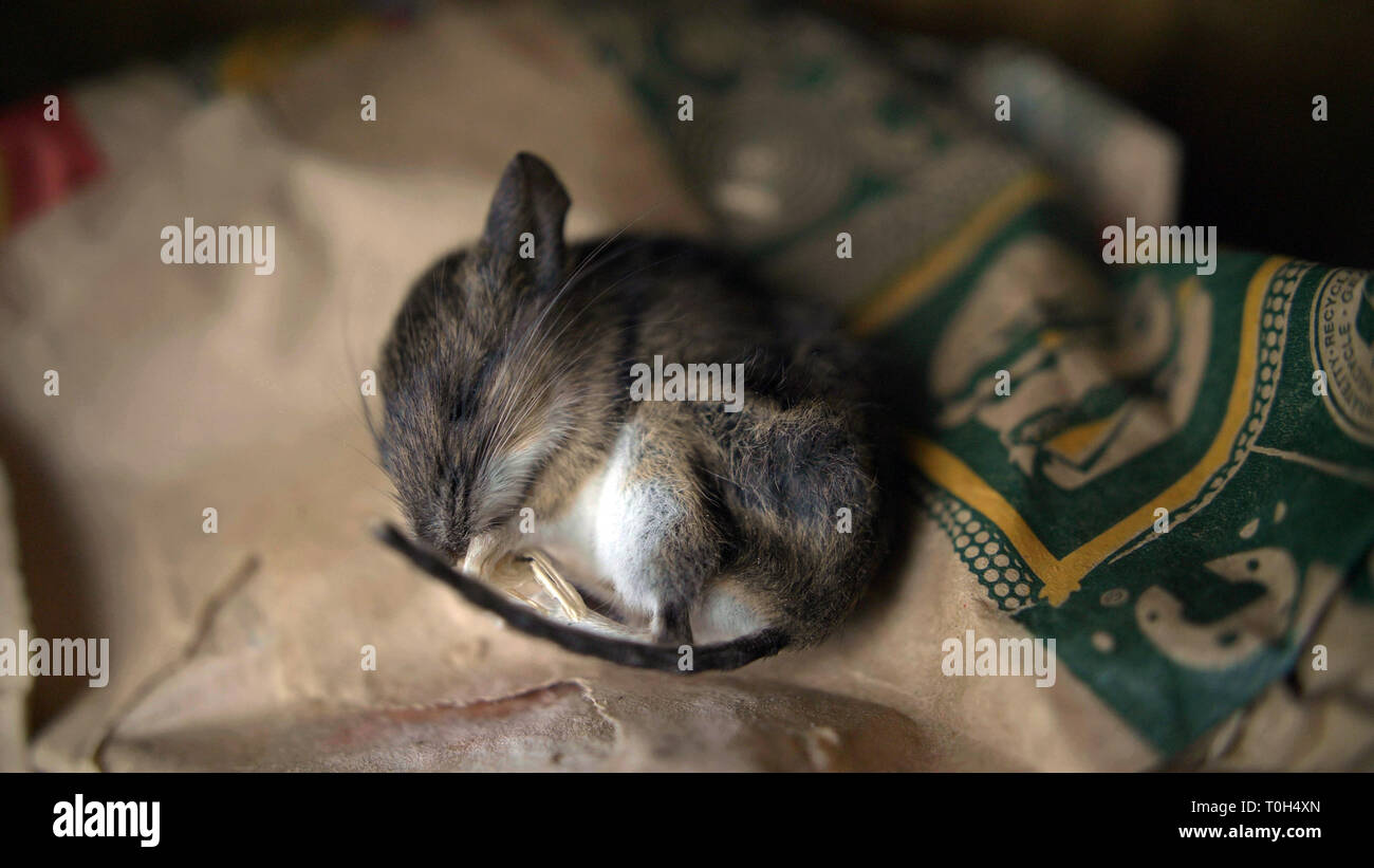 Body bag corpse hi-res stock photography and images - Alamy