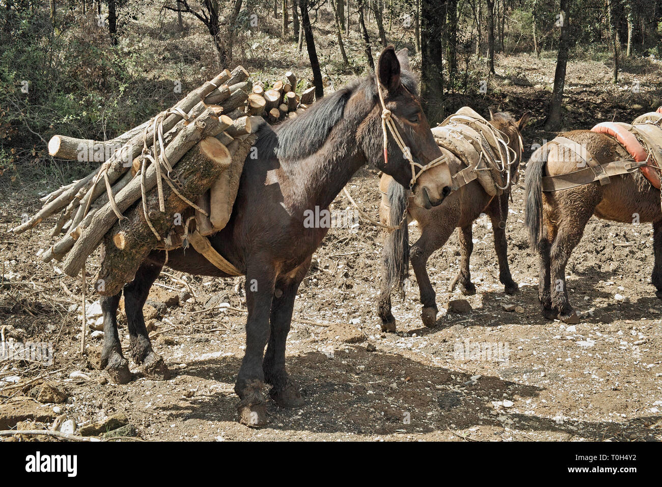 Packsaddle High Resolution Stock Photography and Images - Alamy