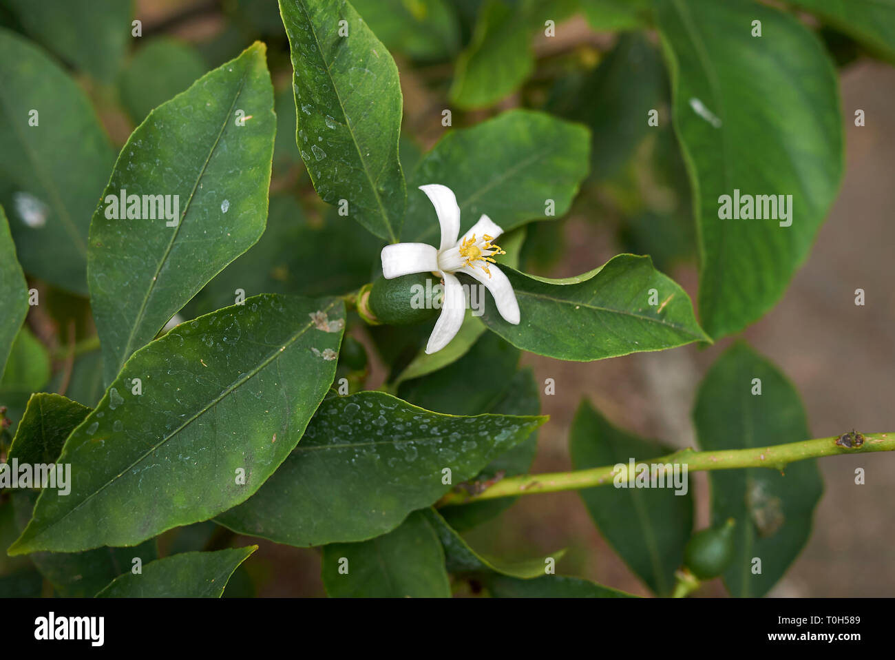 Citrus limon close up Stock Photo - Alamy
