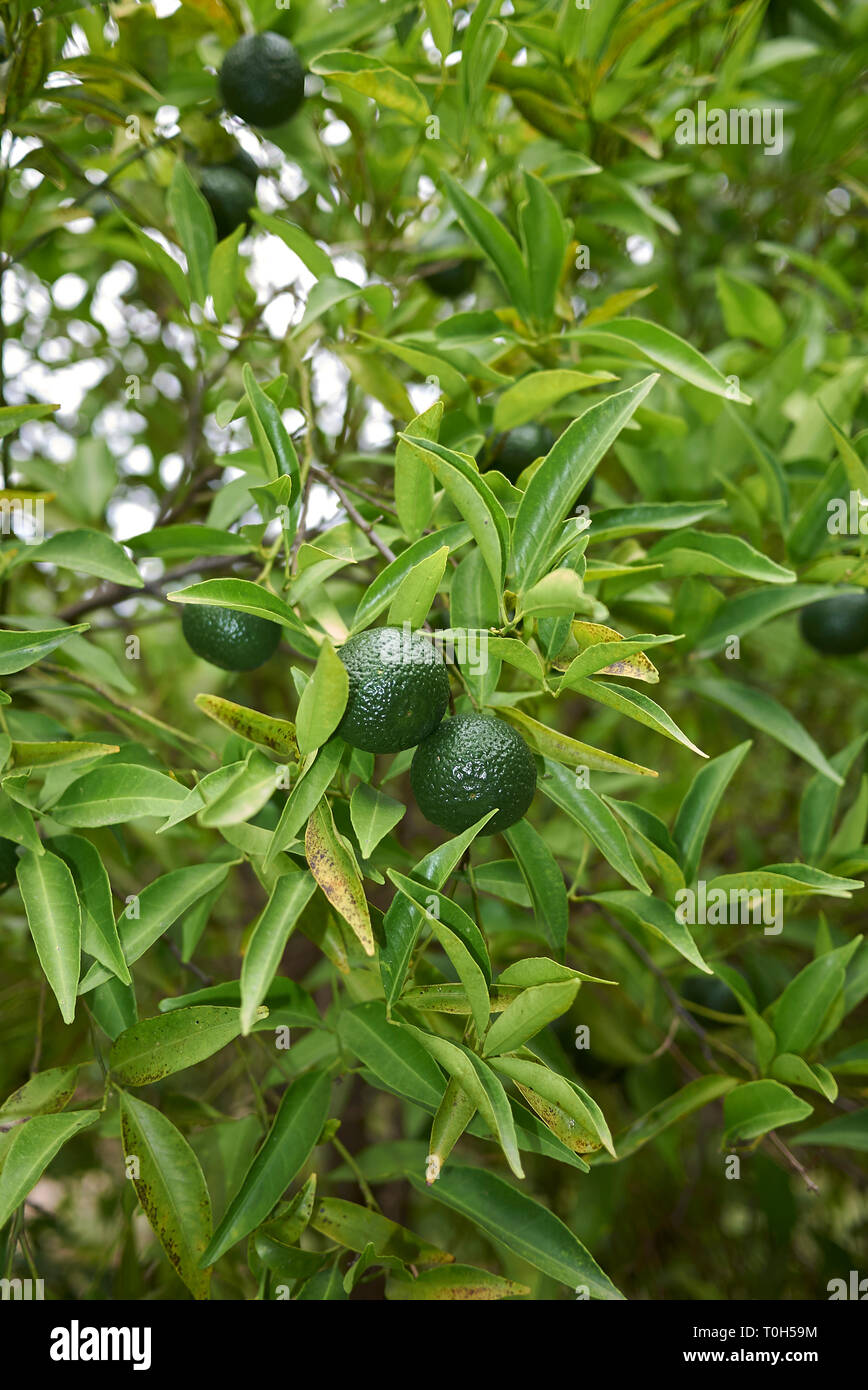 unripe fruit of Citrus reticulata tree Stock Photo - Alamy