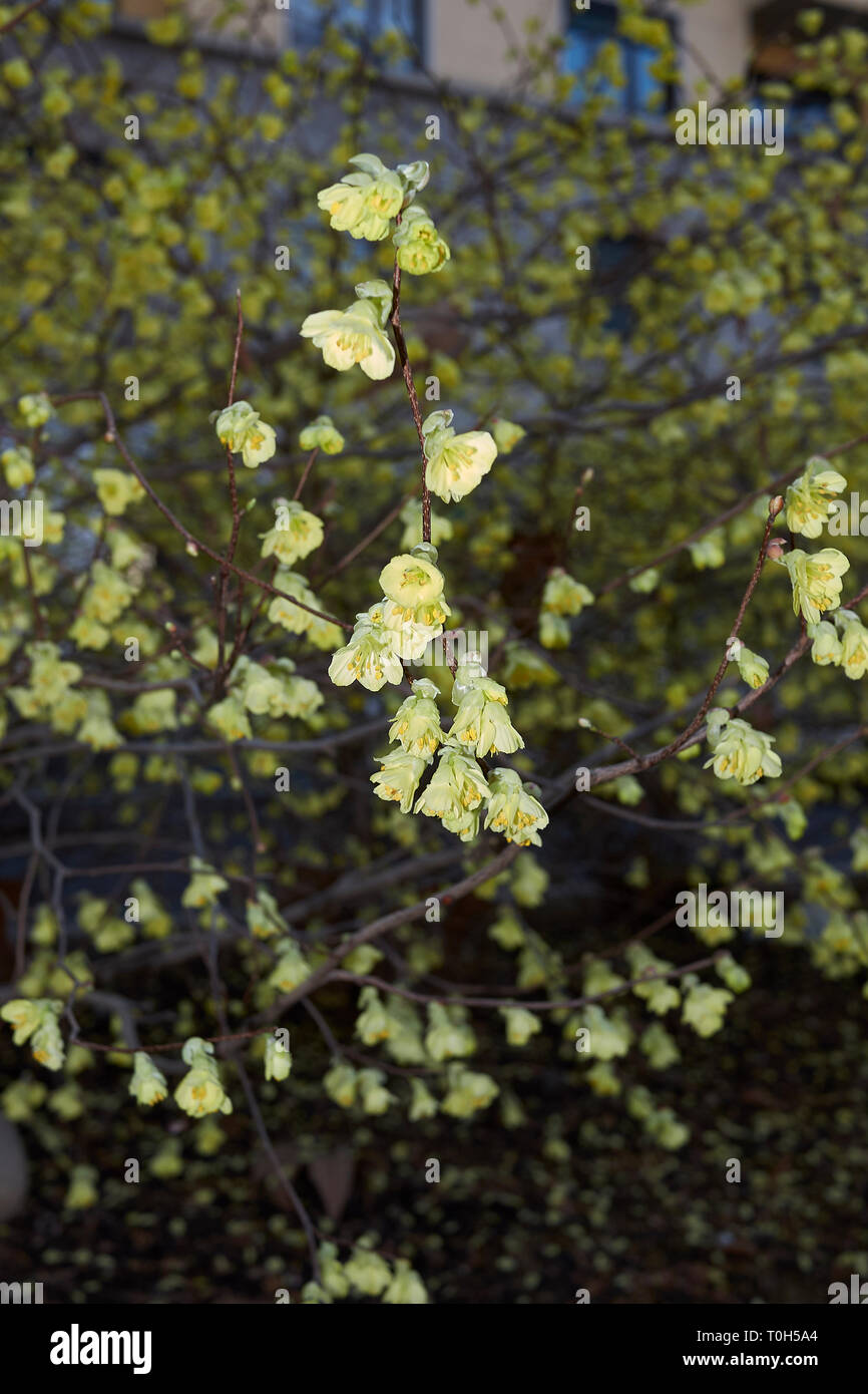 yellow flowers of Corylopsis pauciflora shrub Stock Photo - Alamy