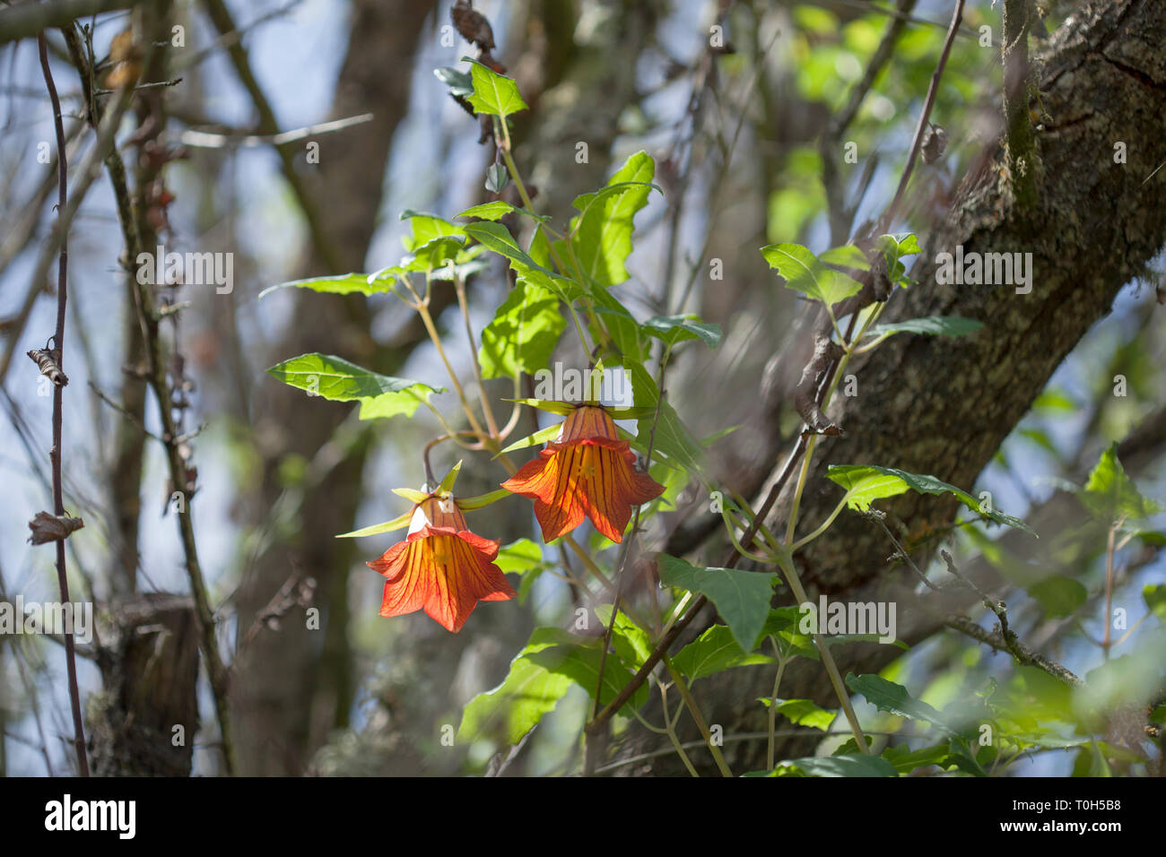 flora of Gran Canaria - Canarina canariensis, canarian bellflower ...