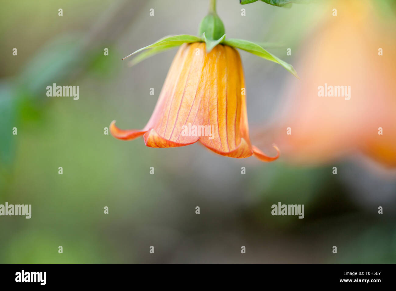 flora of Gran Canaria - Canarina canariensis, canarian bellflower ...
