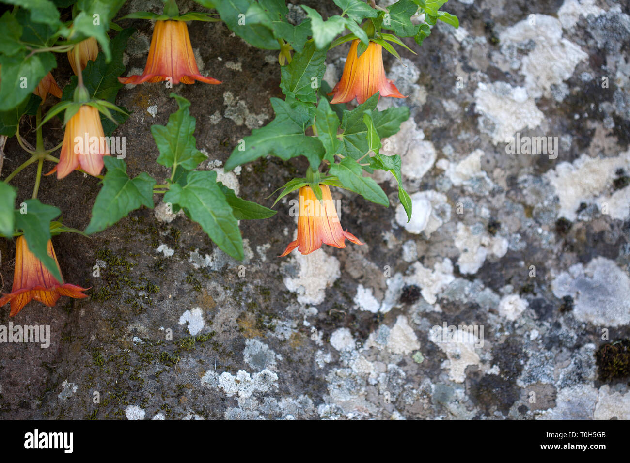 flora of Gran Canaria - Canarina canariensis, canarian bellflower ...