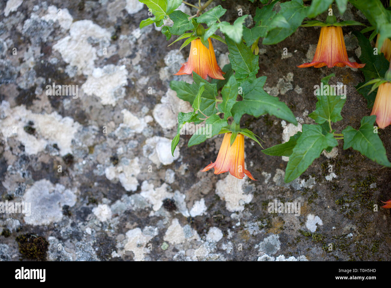 flora of Gran Canaria - Canarina canariensis, canarian bellflower ...