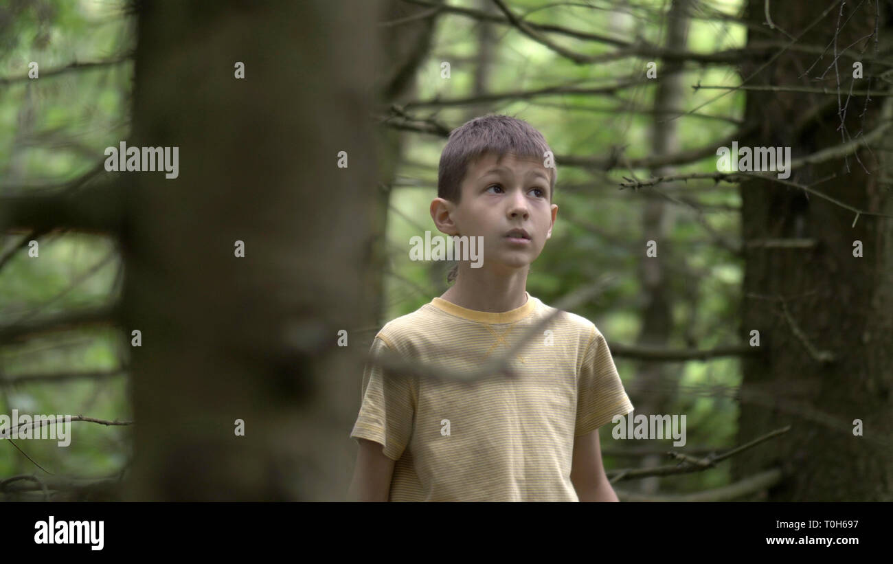 frightened boy walks through a terrible dry forest in the evening Stock ...