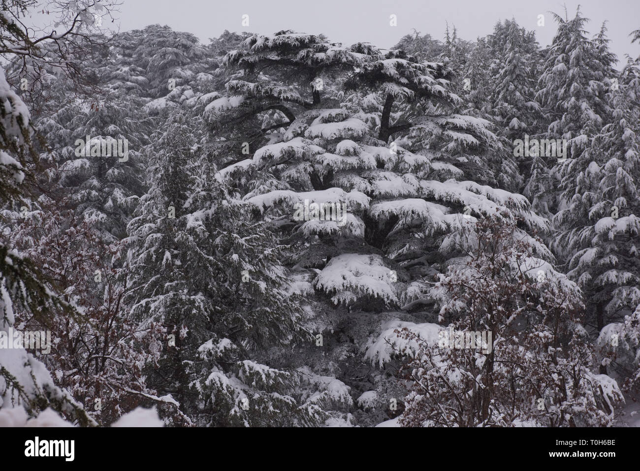 Lebanonflag High Resolution Stock Photography and Images - Alamy