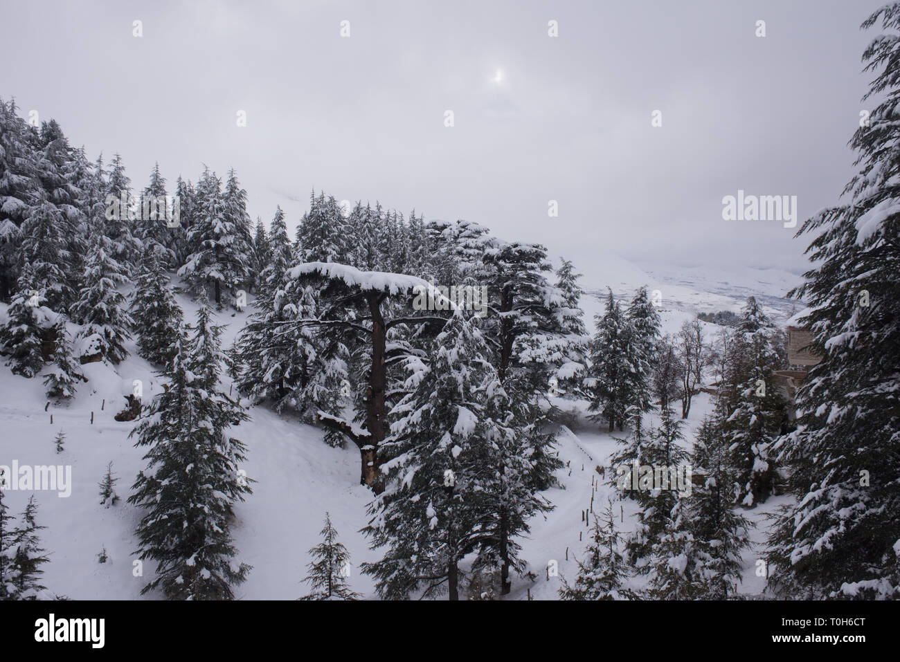 Lebanonflag High Resolution Stock Photography and Images - Alamy