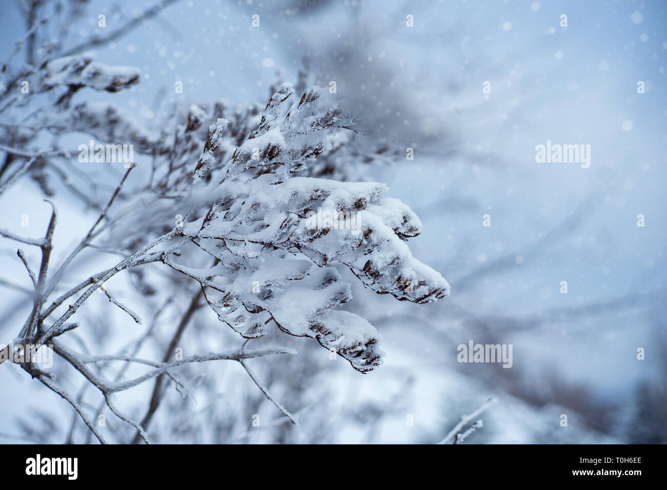 Hazy fresh. Abstract seasonal backgrounds with pretty fresh weather ...