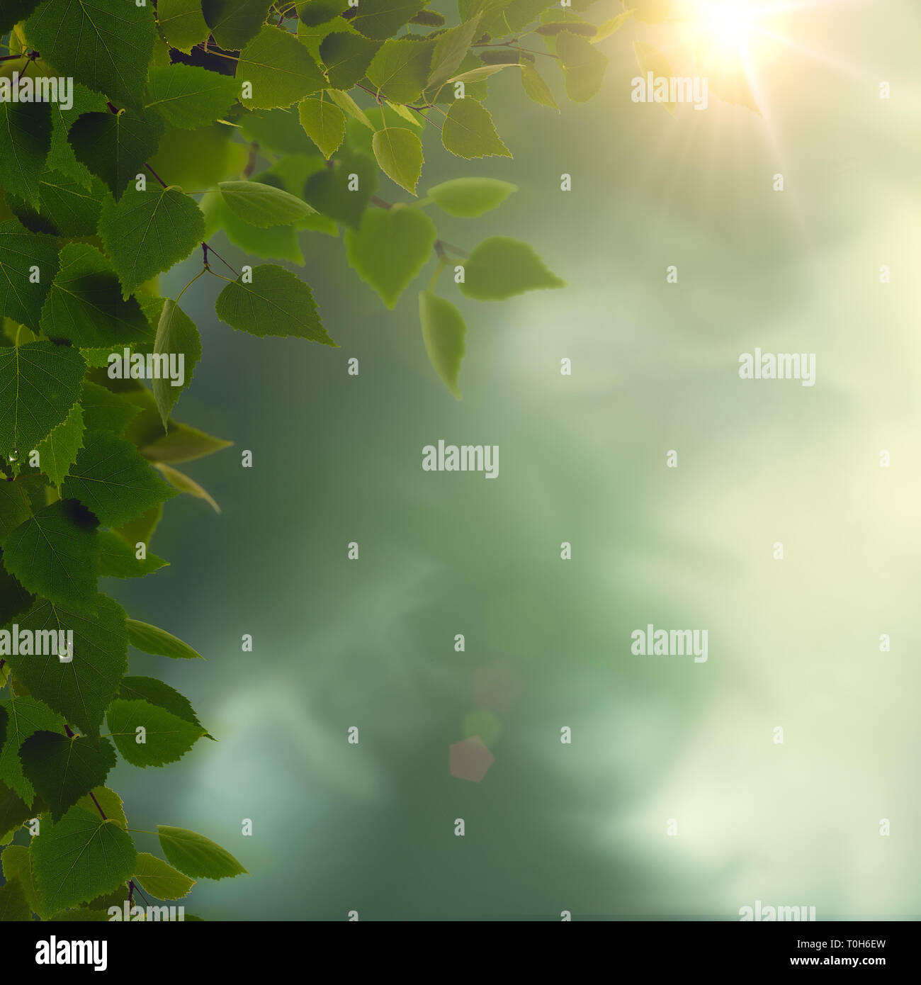 Rainy morning. Abstract seasonal backgrounds with green foliage, dew ...