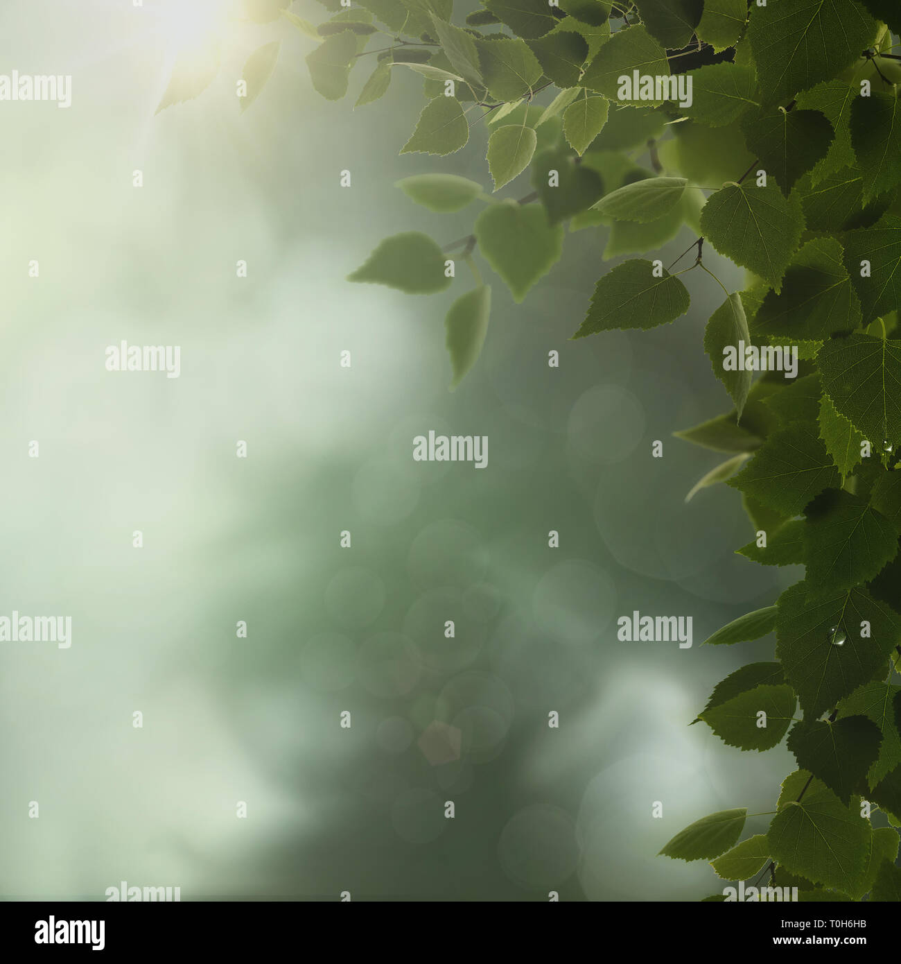 Glow Morning. Overcast in the deep forest, natural backgrounds Stock ...