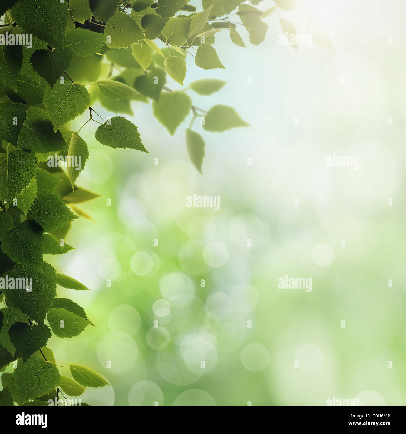 Morning dew. Seasonal backgrounds with clean dew on the foliage and ...
