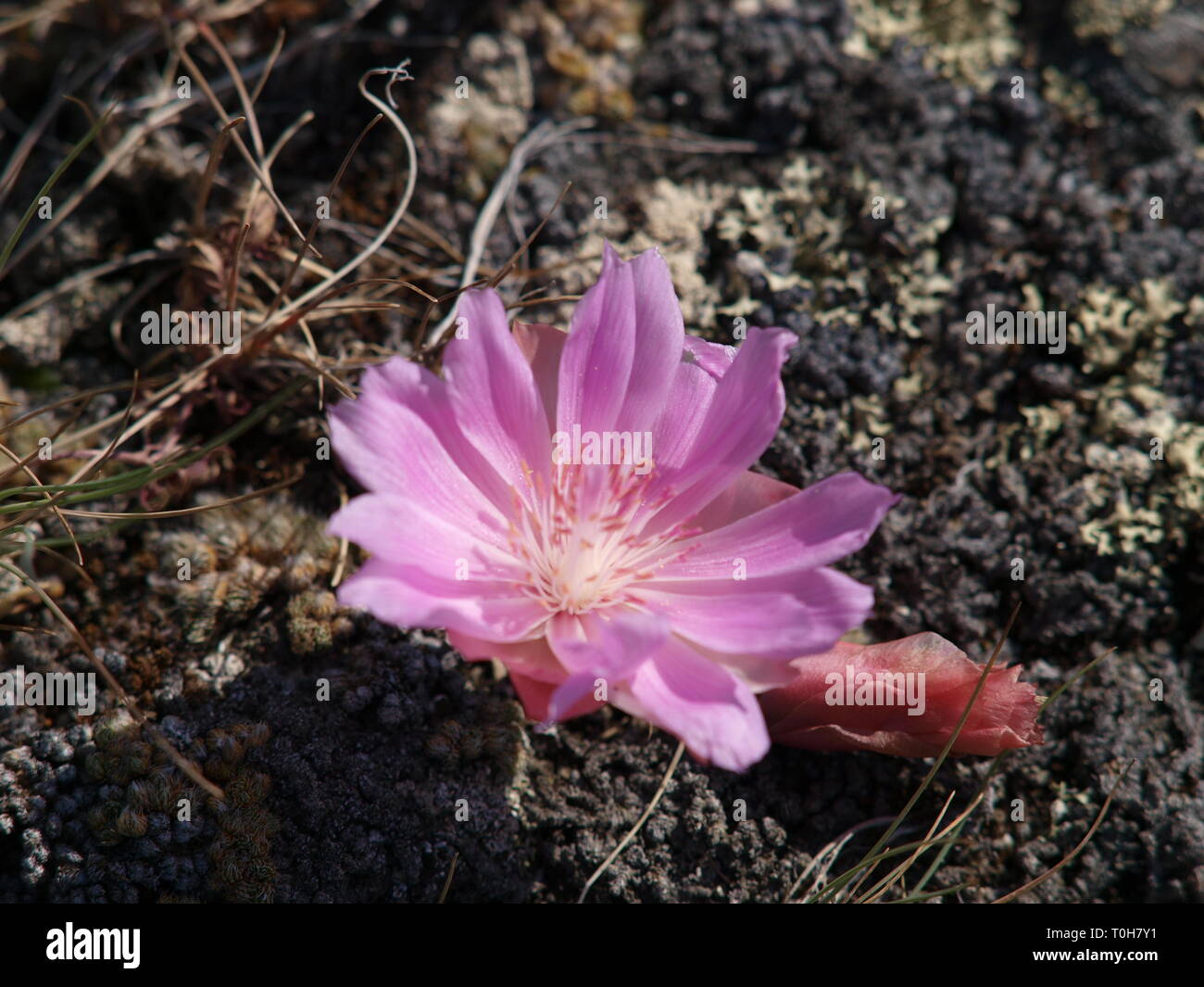 bitterroot in bloom Stock Photo - Alamy