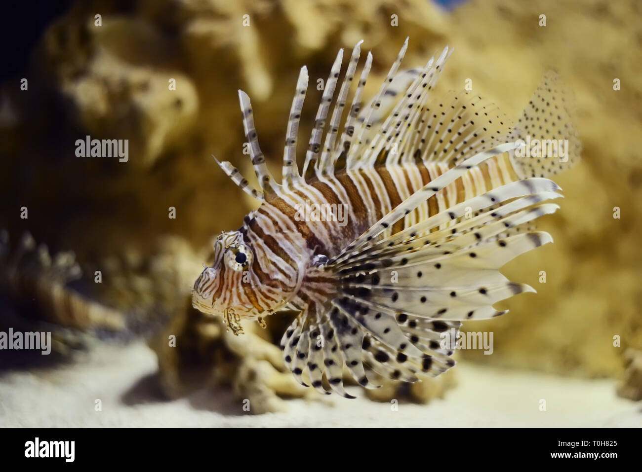 lionfish in aquatank Stock Photo - Alamy