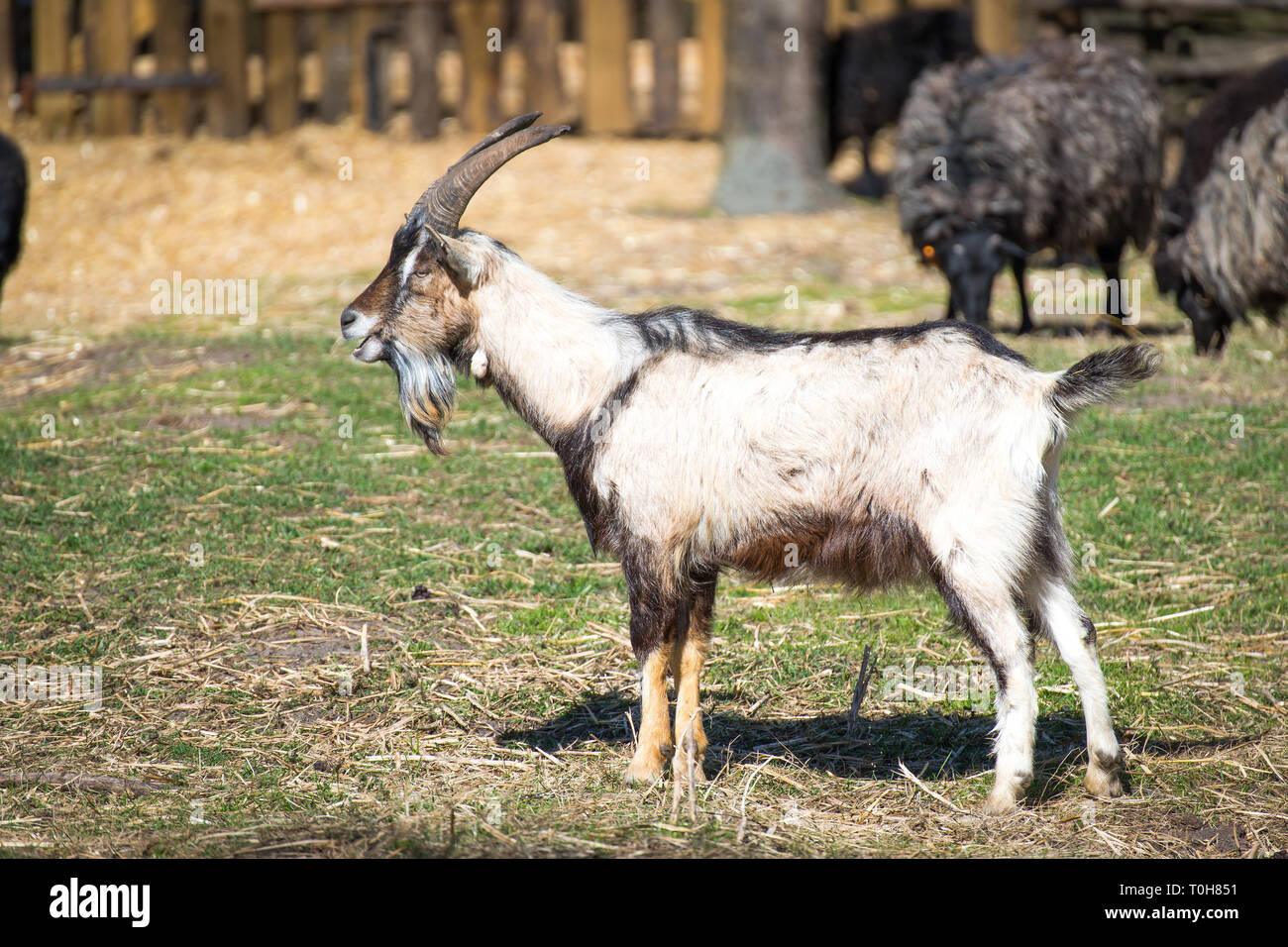 The white goat in heritage park in Bialystok, Poland Stock Photo - Alamy