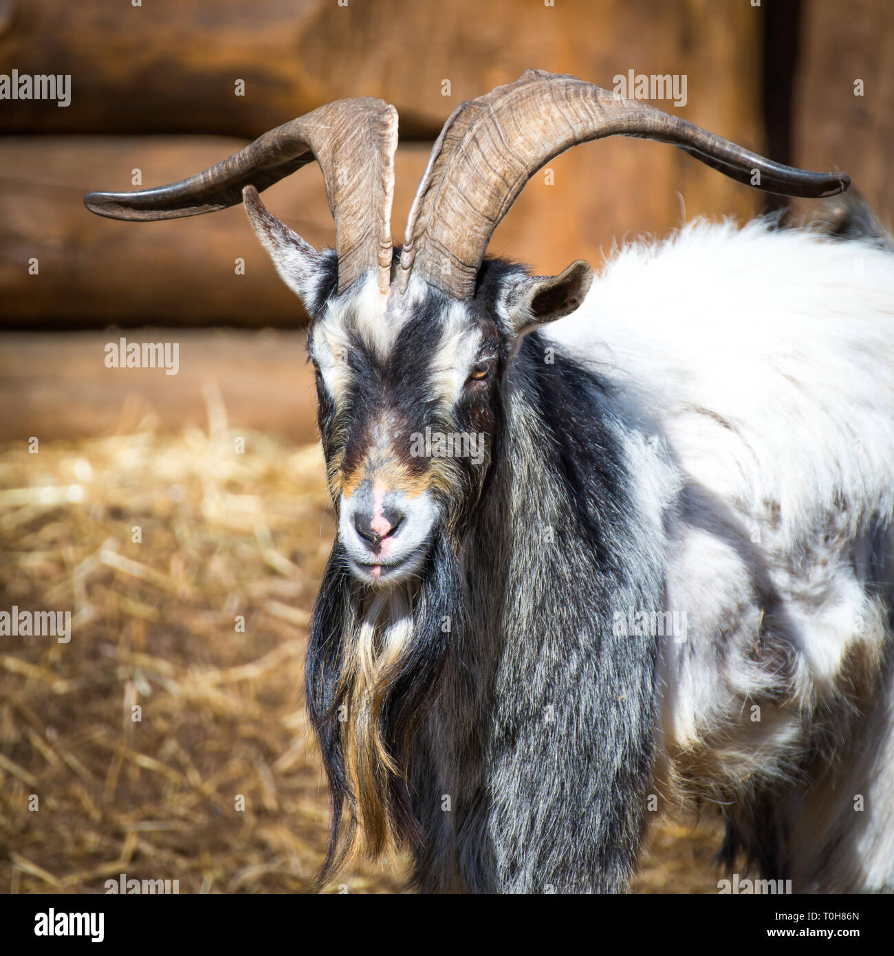 The white goat in heritage park in Bialystok, Poland Stock Photo - Alamy