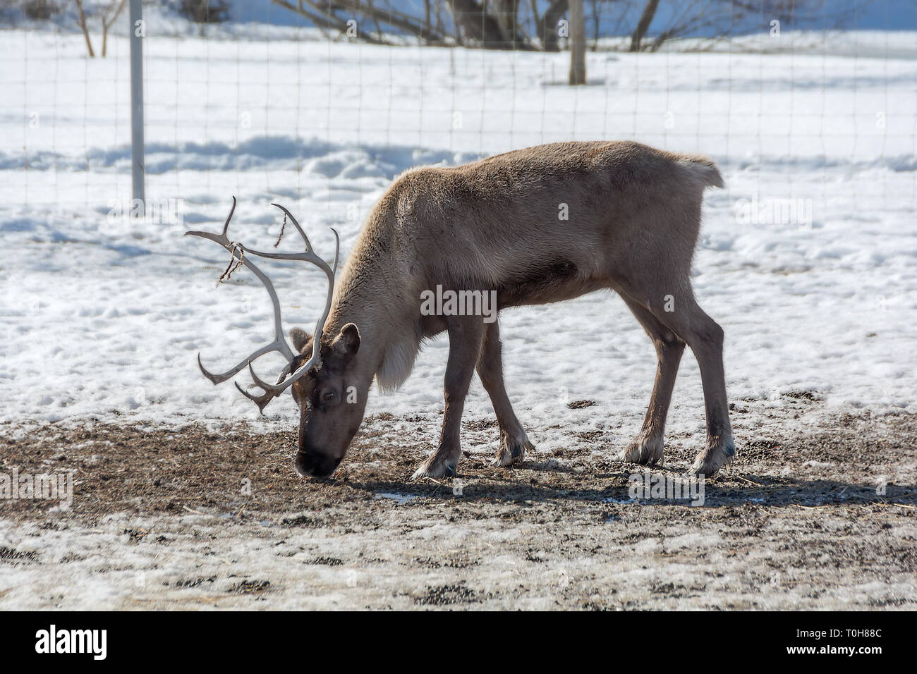Beautiful white male reindeer grazing hi-res stock photography and ...