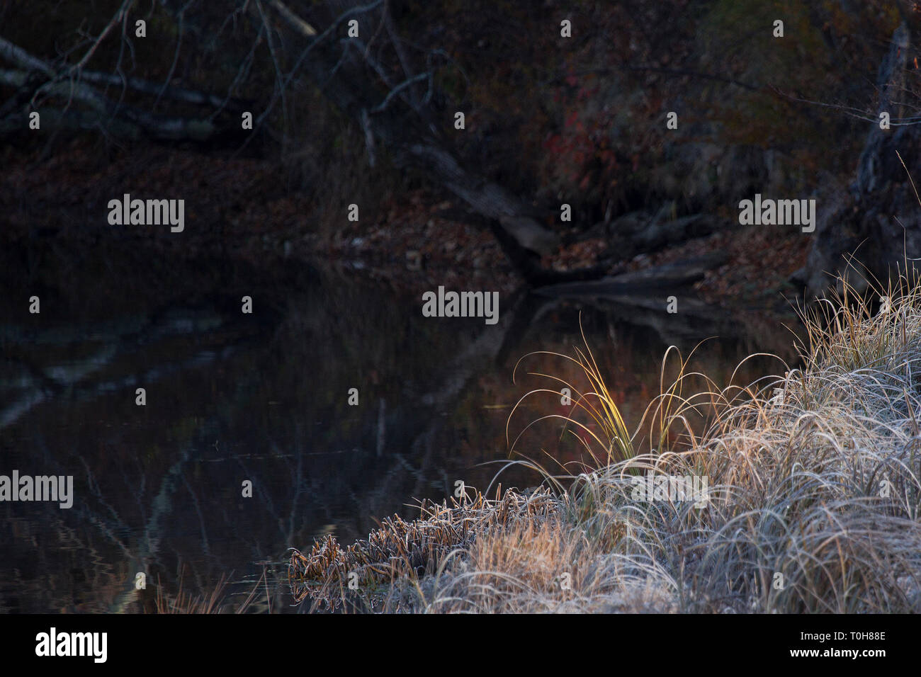 Small tufts of Autumn frosted grass lit by warm sunshine on the edge of ...