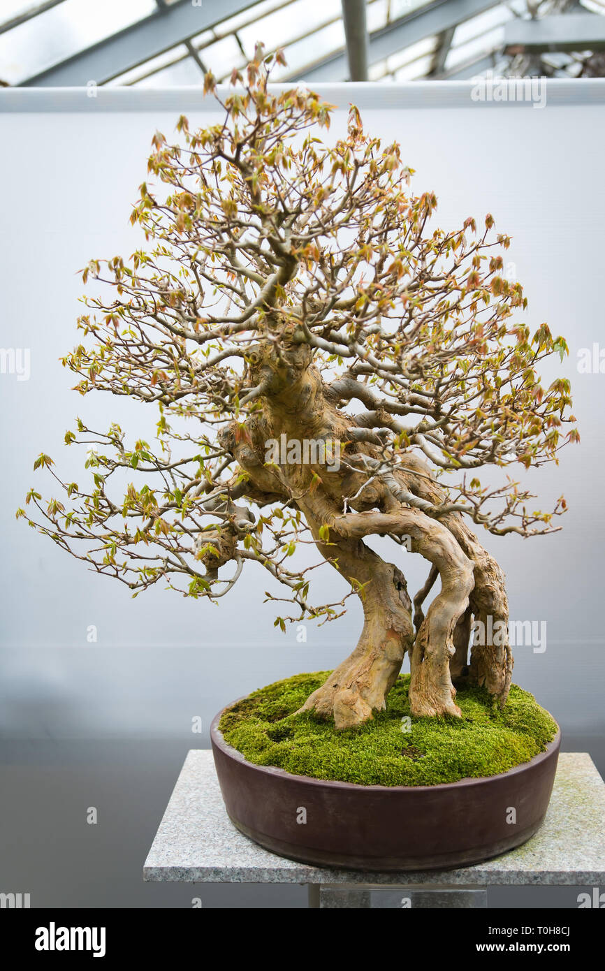 Old bonsai hi-res stock photography and images - Alamy