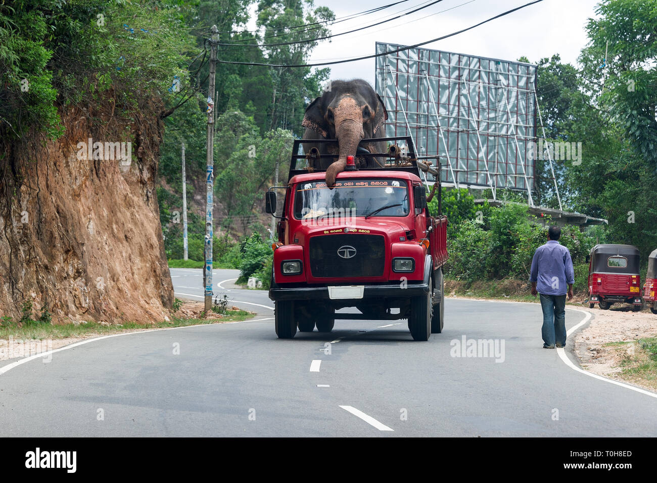 Transportation of elephant hi-res stock photography and images - Alamy