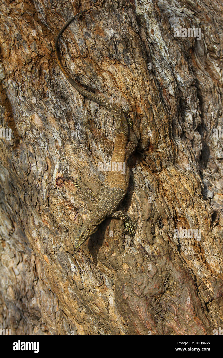 Lizard on the rock Stock Photo - Alamy