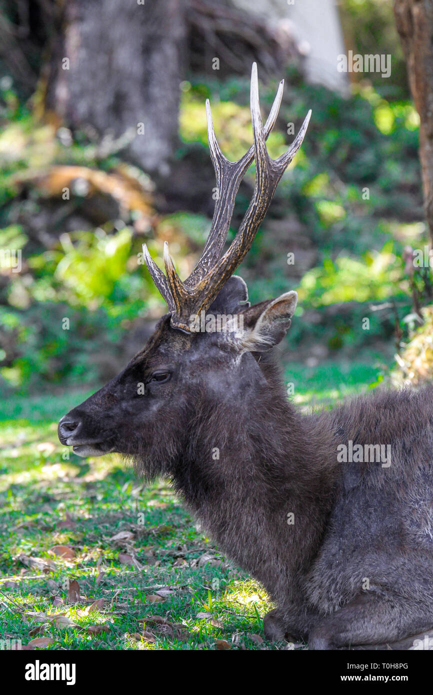 Sri lanka sambar deer hi-res stock photography and images - Alamy