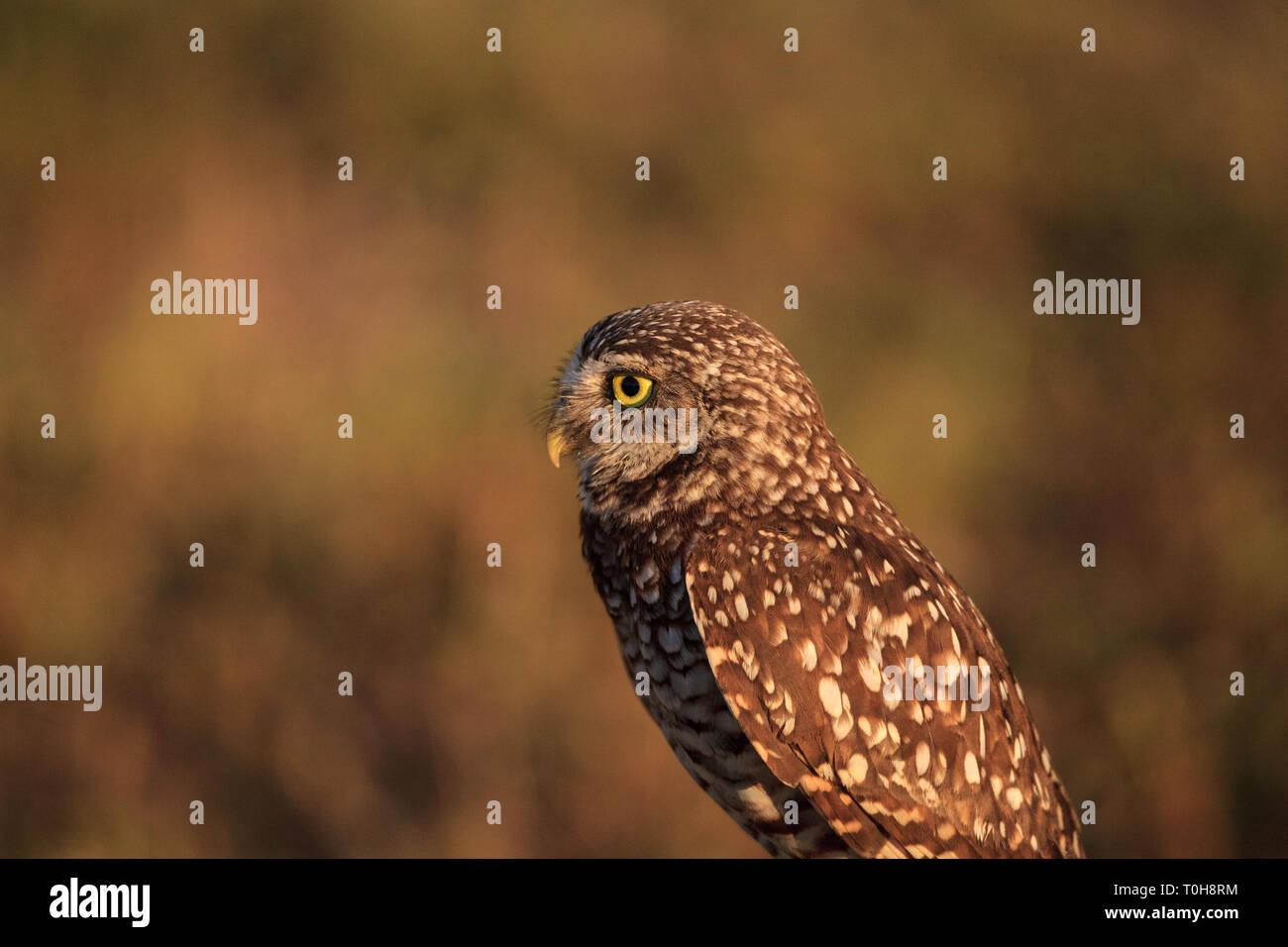 Adult Burrowing owl Athene cunicularia perched outside its burrow on ...