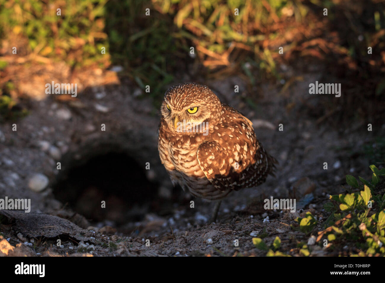 Adult Burrowing owl Athene cunicularia perched outside its burrow on ...