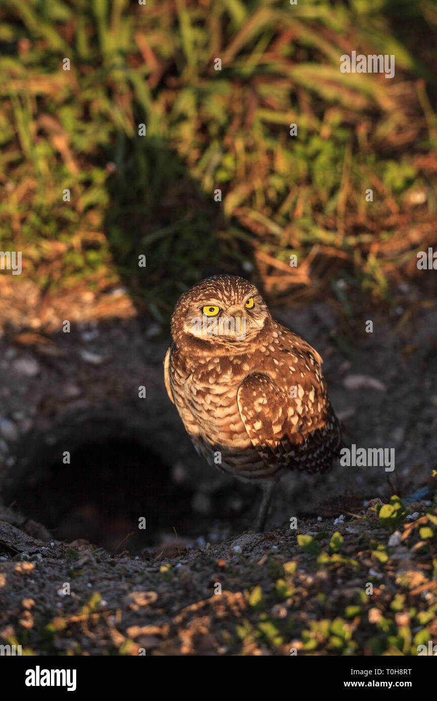 Adult Burrowing owl Athene cunicularia perched outside its burrow on ...