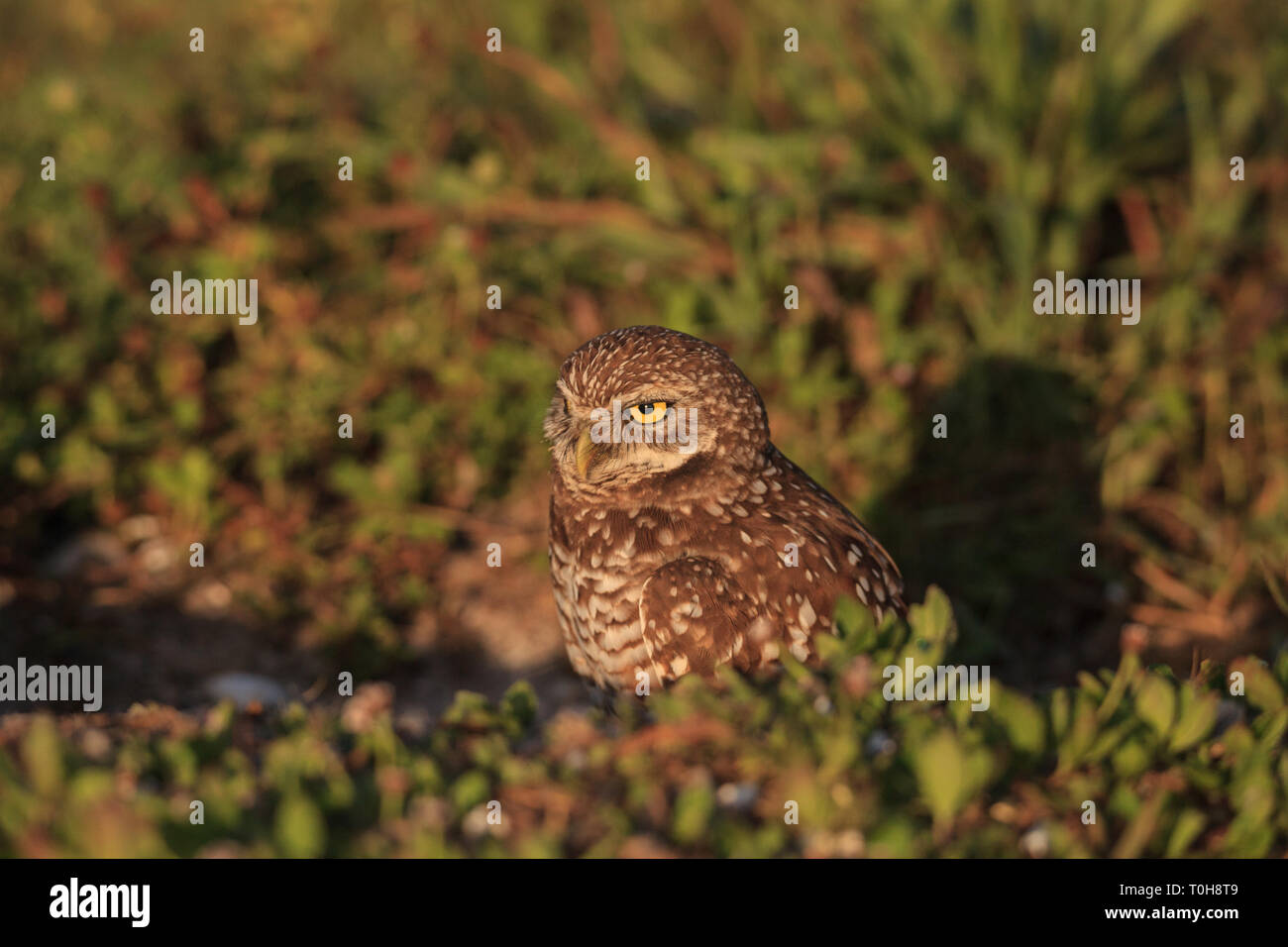 Adult Burrowing owl Athene cunicularia perched outside its burrow on ...