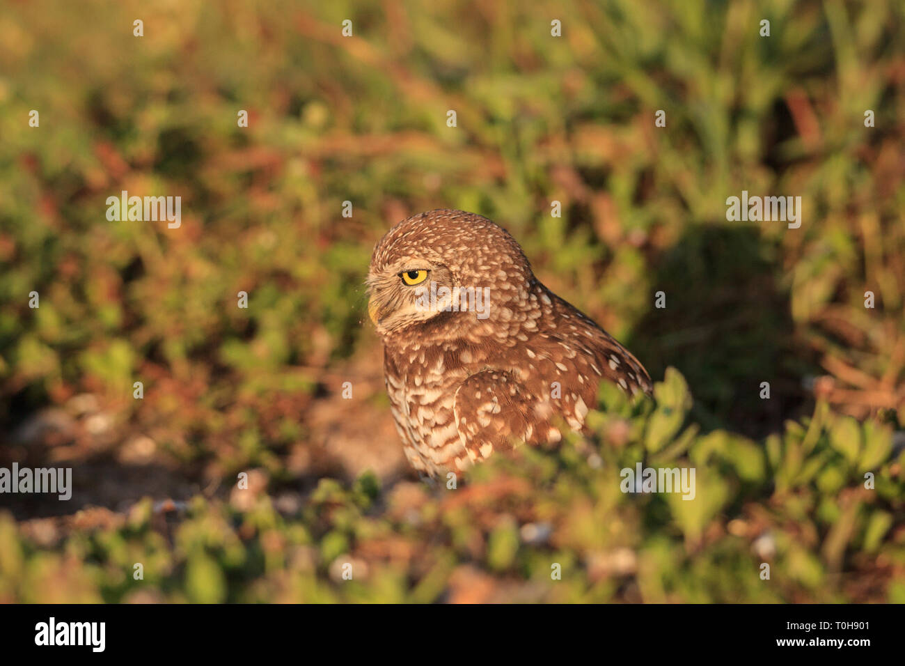 Adult Burrowing owl Athene cunicularia perched outside its burrow on ...