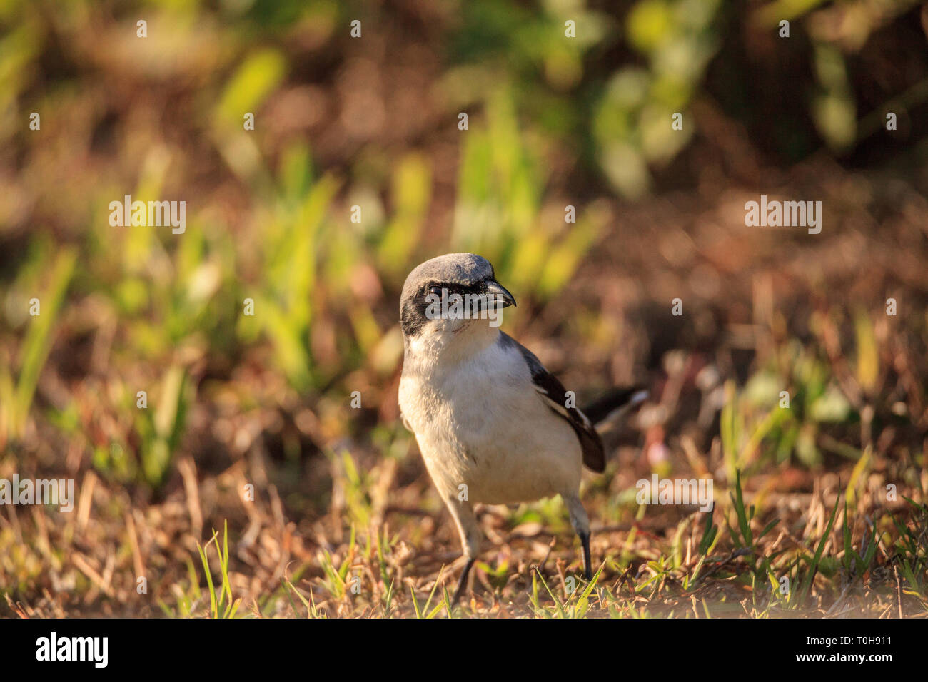 Loggerhead shrike bird Lanius ludovicianus perches the grass in Fort ...