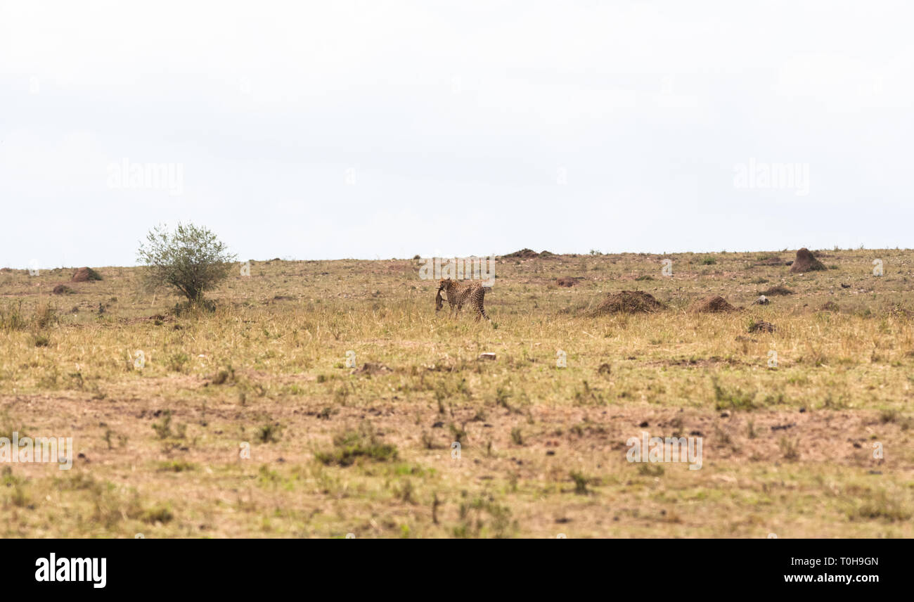 The cheetah with a small impala. Masai Mara, Kenya Stock Photo - Alamy