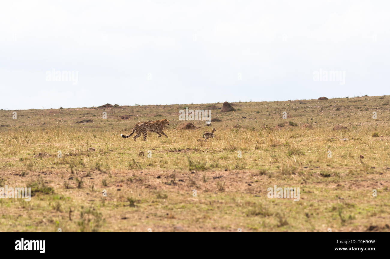 The game of cat and mouse with the loot. A cat is always a cat. Masai ...