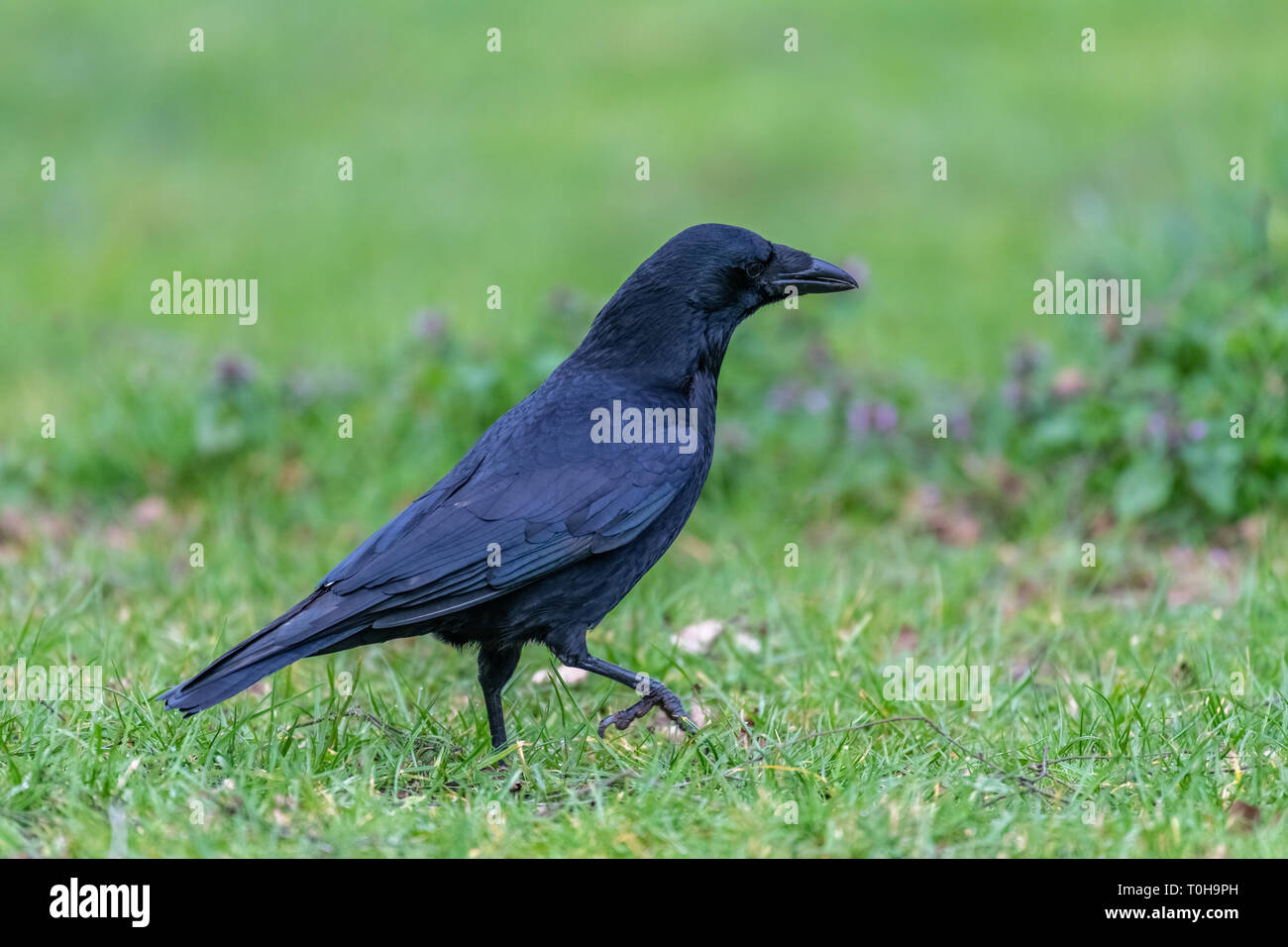 Carrion crow (Corvus corone Stock Photo - Alamy