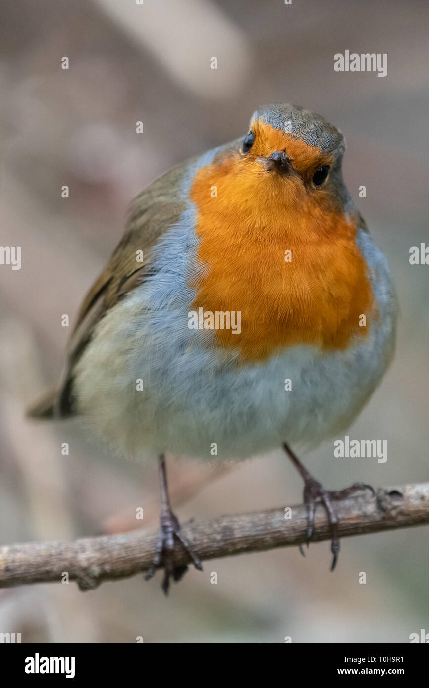 Robin bird uk singer hi-res stock photography and images - Alamy