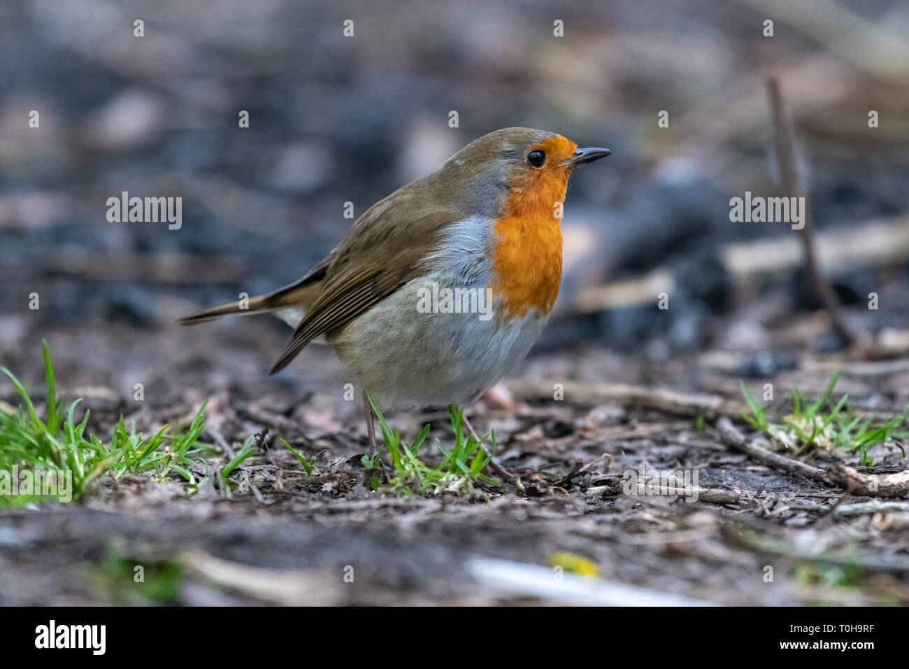 Robin bird uk singer hi-res stock photography and images - Alamy
