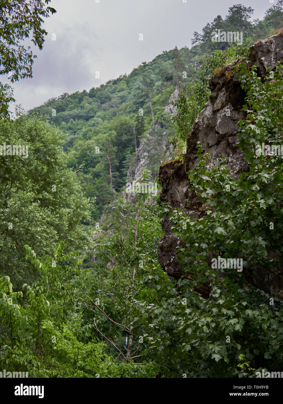 Stone cliff covered with moss in front of a green mountainside. Green ...