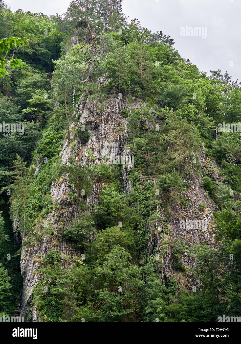 Plants Growing On Cliff Stock Photos & Plants Growing On Cliff Stock ...