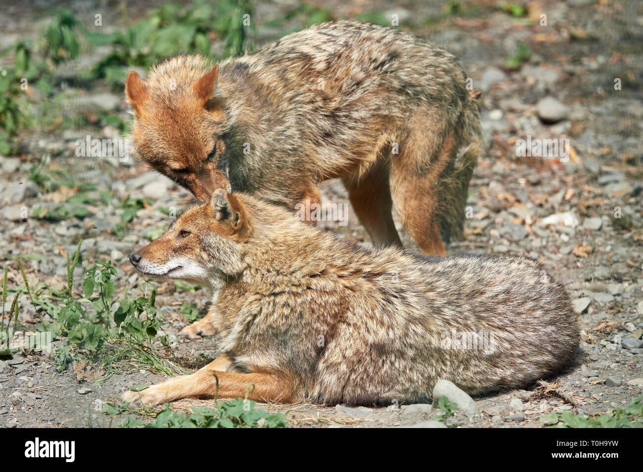 Gray jackal hi-res stock photography and images - Alamy