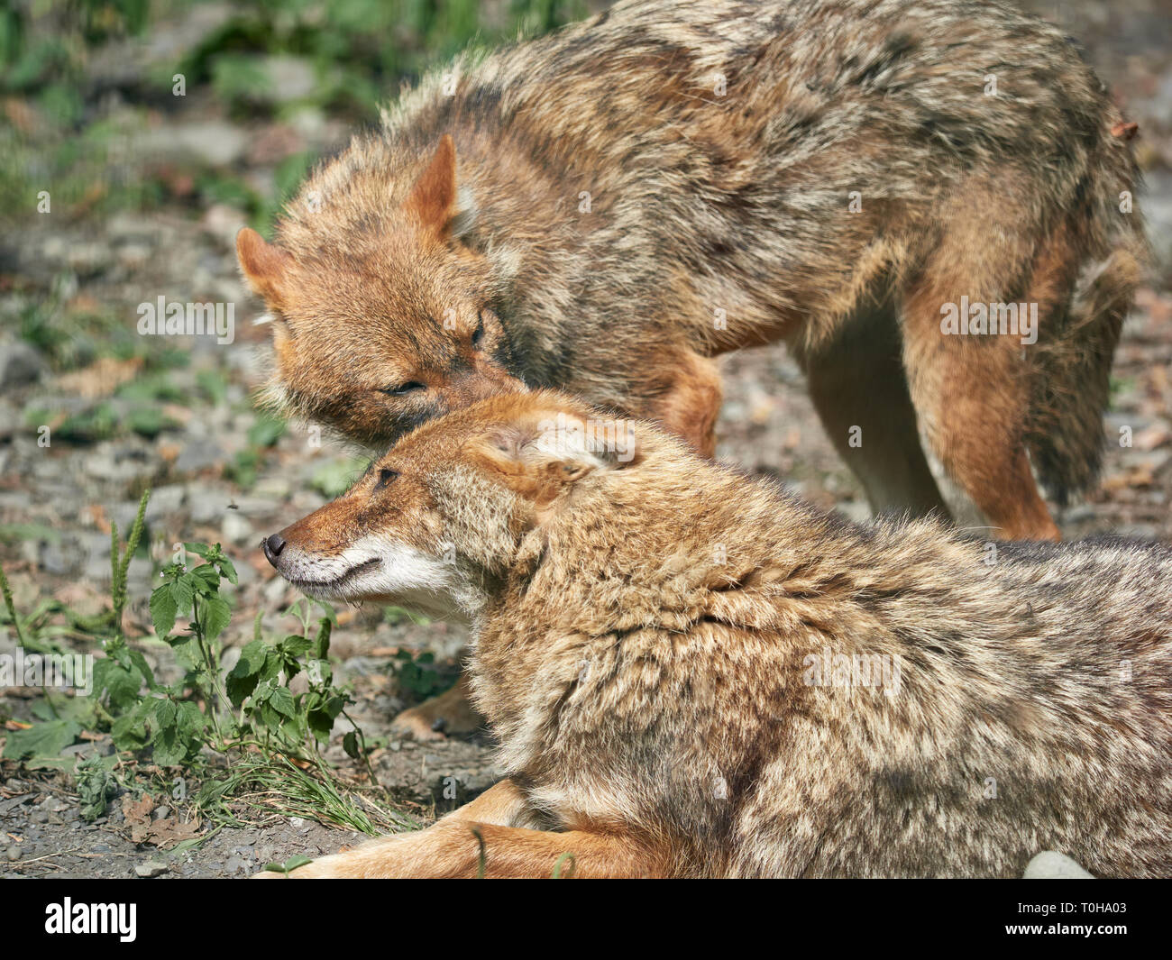 Two jackals resting on rocky ground on a summer day. Golden jackal ...