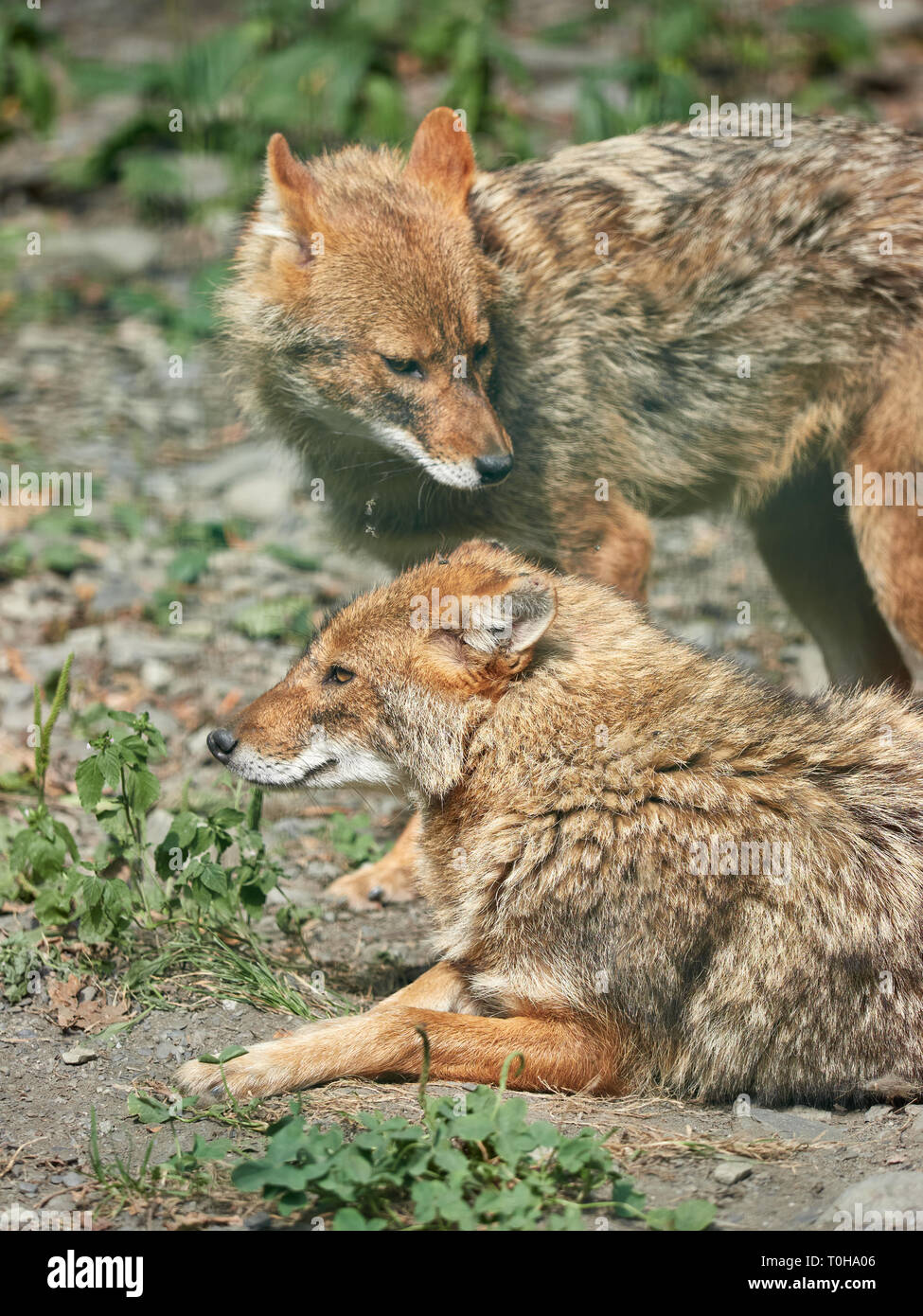 Two jackals resting on rocky ground on a summer day. Golden jackal ...